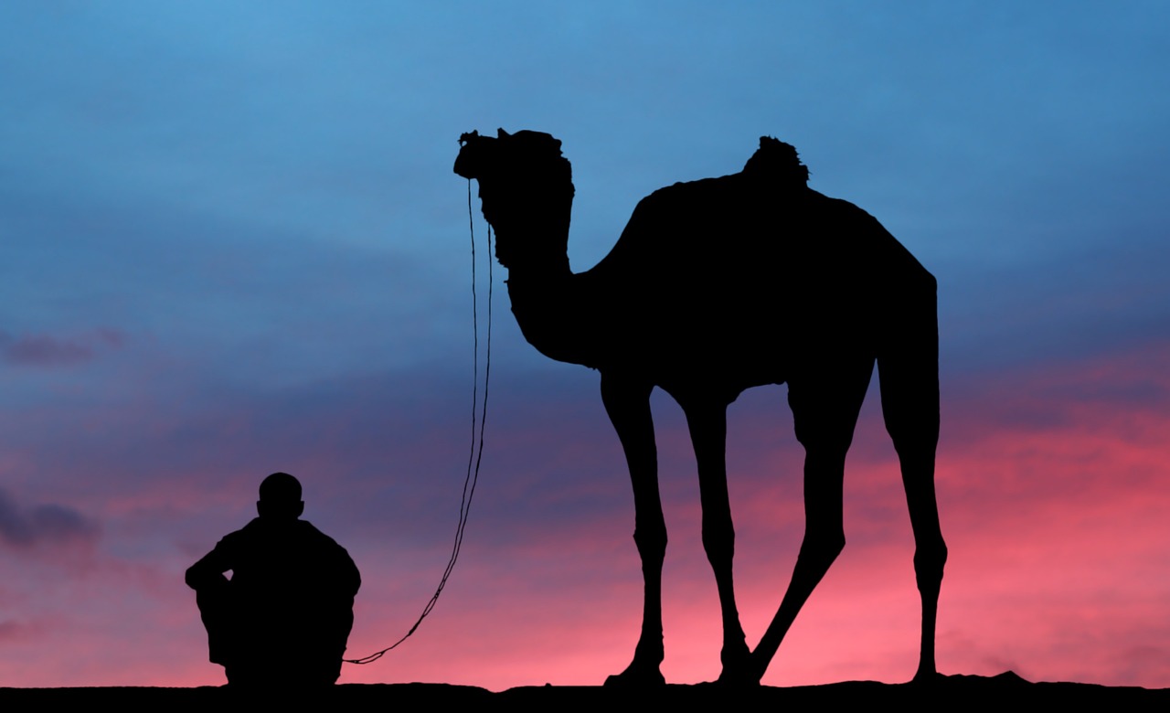 Camel jockey robots in Dubai – R a q b i - Robot Jockey
